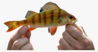 Fishing Line Png Clip Art PNG Image | Transparent PNG Free Download on ...