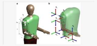 Simplified Human Arm Model - Rotation PNG Image | Transparent PNG Free ...