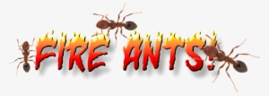Ants Transparent Little Red - Ant PNG Image | Transparent PNG Free ...