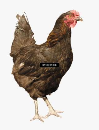 Chicken Animals - Chicken PNG Image | Transparent PNG Free Download on ...