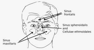 Sinus Frontal PNG Image | Transparent PNG Free Download on SeekPNG