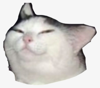 Smug Cat Meme Transparent PNG Image | Transparent PNG Free Download on ...