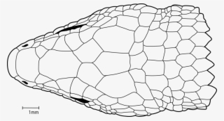 Reptile Scales Drawing