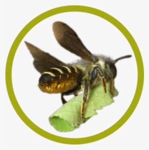 Leafcutter Bee, Megachile Spp - Honeybee PNG Image | Transparent PNG ...
