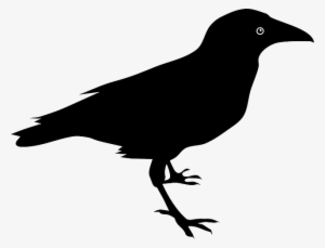 Raven PNG Images | PNG Cliparts Free Download on SeekPNG