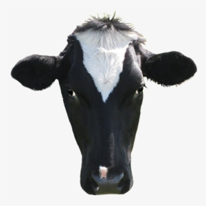 Cow Head Png PNG Image | Transparent PNG Free Download on SeekPNG