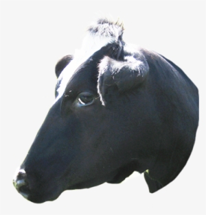 Animal Clip Art Cow Head - Cow Transparent Tumblr Png PNG Image ...