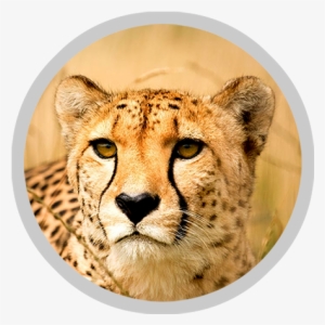 Cheetah - World's Fastest Animal Then Cheetah PNG Image | Transparent ...