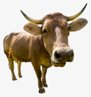 Cow Png Images Download - Brown Cow With Transparent Background PNG ...