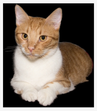 Cat PNG Images | PNG Cliparts Free Download on SeekPNG