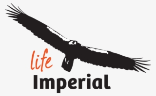 Creation Of The Project's Logo - Life Imperial PNG Image | Transparent ...