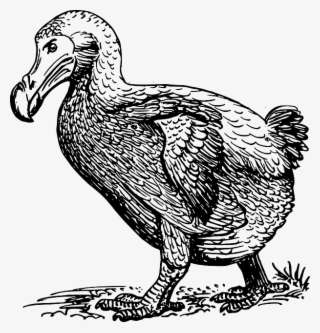 Dodo Walking - Drawing Of Dodo Bird PNG Image | Transparent PNG Free ...