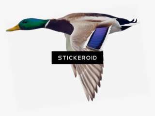 Mallard Birds PNG Image | Transparent PNG Free Download on SeekPNG