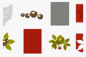 Ohio State Buckeye Leaf - Ohio Buckeye PNG Image | Transparent PNG Free ...