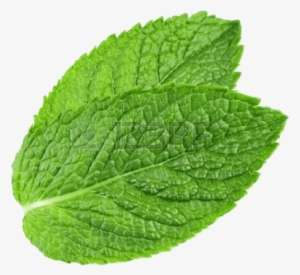 Mint Leaf Png PNG Image | Transparent PNG Free Download on SeekPNG