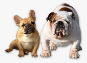 Champion Show Bulldog Banner - English Bulldog Standard Breed PNG Image ...