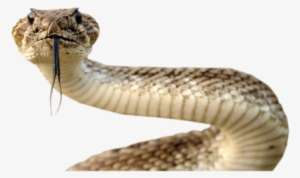 Snake Png Images - Snake Head Transparent Background PNG Image ...