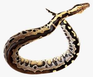Black And Yellow Snake Png Image - Snake Png PNG Image | Transparent ...