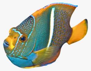 Angelfish Png Transparent Image - Angelfish Png PNG Image | Transparent ...