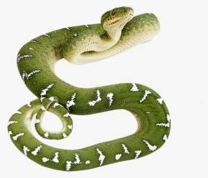 Green Snake Png - Green Snake Transparent Background PNG Image ...