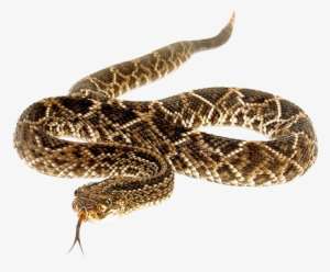 Snake Png Transparent Image - Eastern Diamondback Rattlesnake Png PNG ...