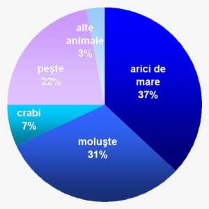 Northern Sea Otter Food Distribution Ro - Ratia Alimentara PNG Image ...