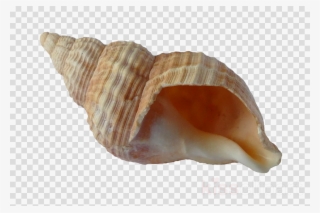 Cockle Clip Art - Shell PNG Image | Transparent PNG Free Download on ...