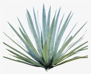 American Agave - Agave Png PNG Image | Transparent PNG Free Download on ...