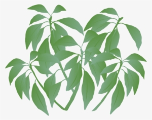 Ian Symbol Generic Shrub Tropical PNG Image | Transparent PNG Free ...
