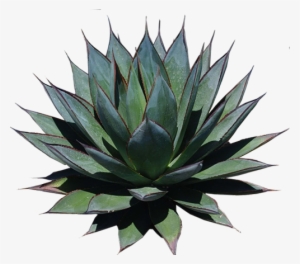 Download American Agave - Agave Png | Transparent PNG Download | SeekPNG
