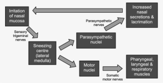 Neuronal Pathways In The Normal Sneeze Reflex PNG Image | Transparent ...