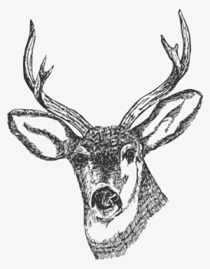 17 Best Images About Kota Rusa - Deer Head Png PNG Image | Transparent ...
