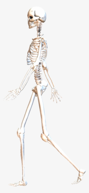 Skeleton Walking 5 - Skeleton PNG Image | Transparent PNG Free Download ...