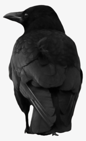 Crow Png Image - Crow Aesthetic Png PNG Image | Transparent PNG Free ...