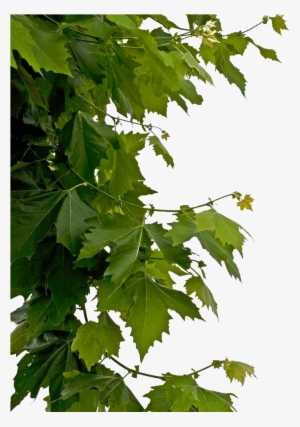 Sage Leaves Transparent PNG Image | Transparent PNG Free Download on ...