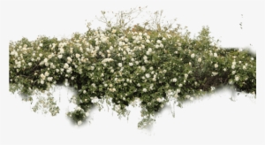 Row Of Bushes Png PNG Image | Transparent PNG Free Download on SeekPNG