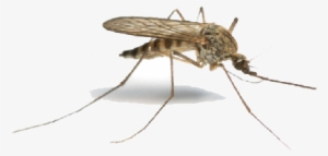 Dead Fly Png - Insectos Mas Conocidos PNG Image | Transparent PNG Free ...
