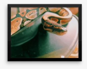 Ball Python Photograph Poster Print - Photograph Poster Print PNG Image ...
