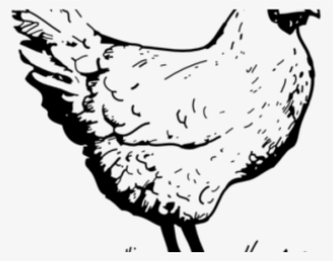 Drawn Chicken Chook - Hen Images Clip Art PNG Image | Transparent PNG ...