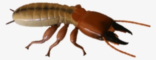 Termite Icon Black - Drawing Of A Termite PNG Image | Transparent PNG ...