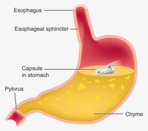 Chyme - Stomach Chyme PNG Image | Transparent PNG Free Download on SeekPNG