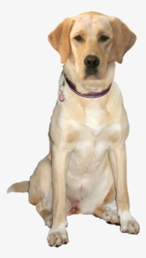 Yellow Lab Puppy Clip Art