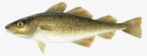 Atlantic Cod PNG Image | Transparent PNG Free Download on SeekPNG