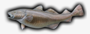 Atlantic Cod Fish Mount - Cod Fish Transparent PNG Image | Transparent ...