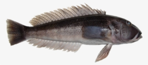 Blue Cod - Fish Nz Blue Cod PNG Image | Transparent PNG Free Download ...