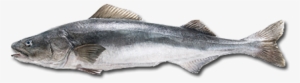 Fresh Cod Fish PNG Image | Transparent PNG Free Download on SeekPNG