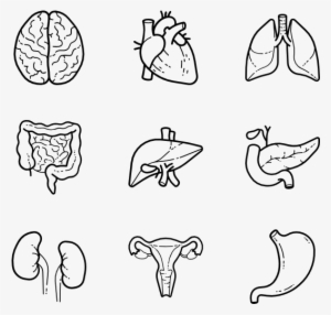 Human Anatomy - Human Body Parts Icon PNG Image | Transparent PNG Free ...