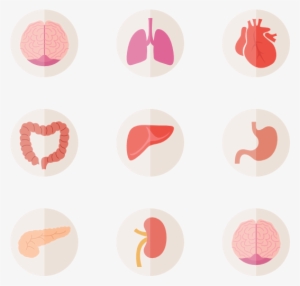 Skeleton Png - Human Body Organs PNG Image | Transparent PNG Free ...