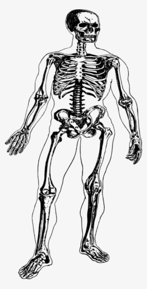 Female Reproductive System Human Organ - Skeleton In Body PNG Image ...