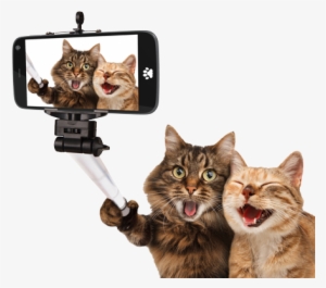 Cat Using A Smartphone PNG Image | Transparent PNG Free Download on SeekPNG